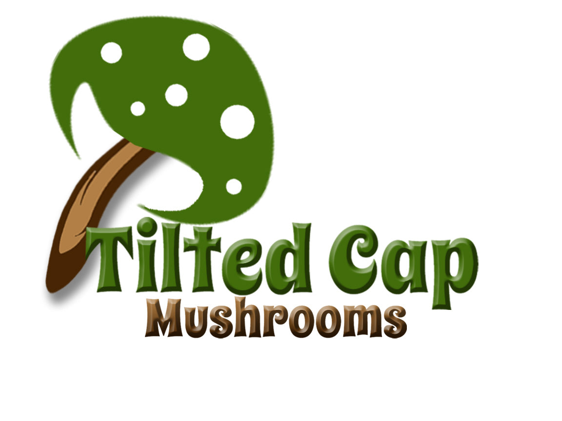 Blue Oyster Mushroom- 9oz – Tilted Cap Mushrooms